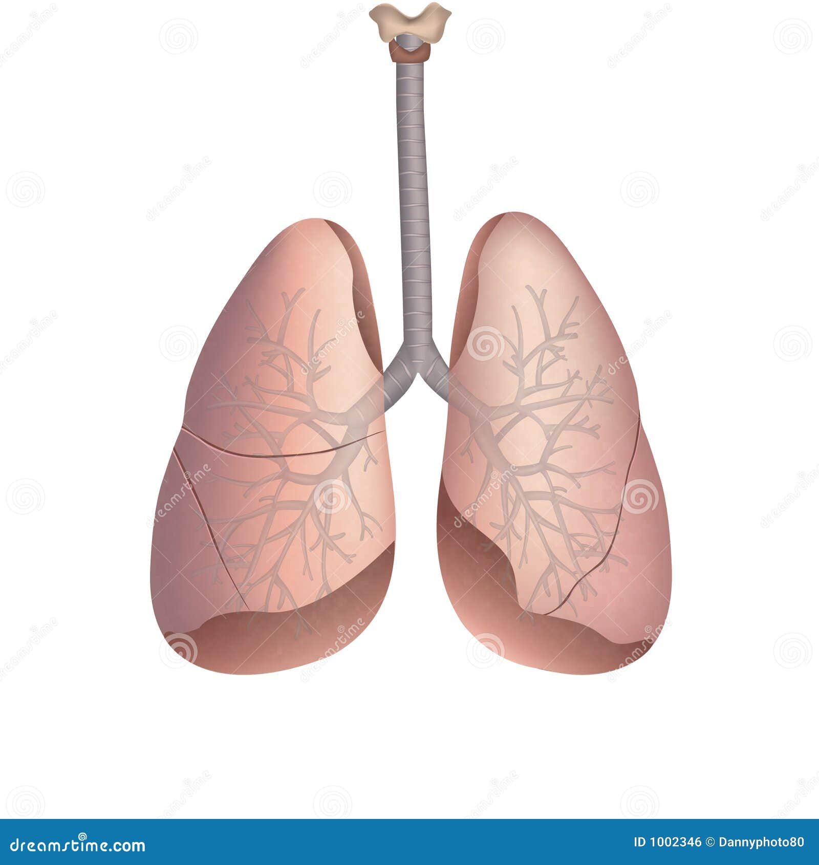 Pulmões ilustração stock. Ilustração de corpo, anatomia - 1002346