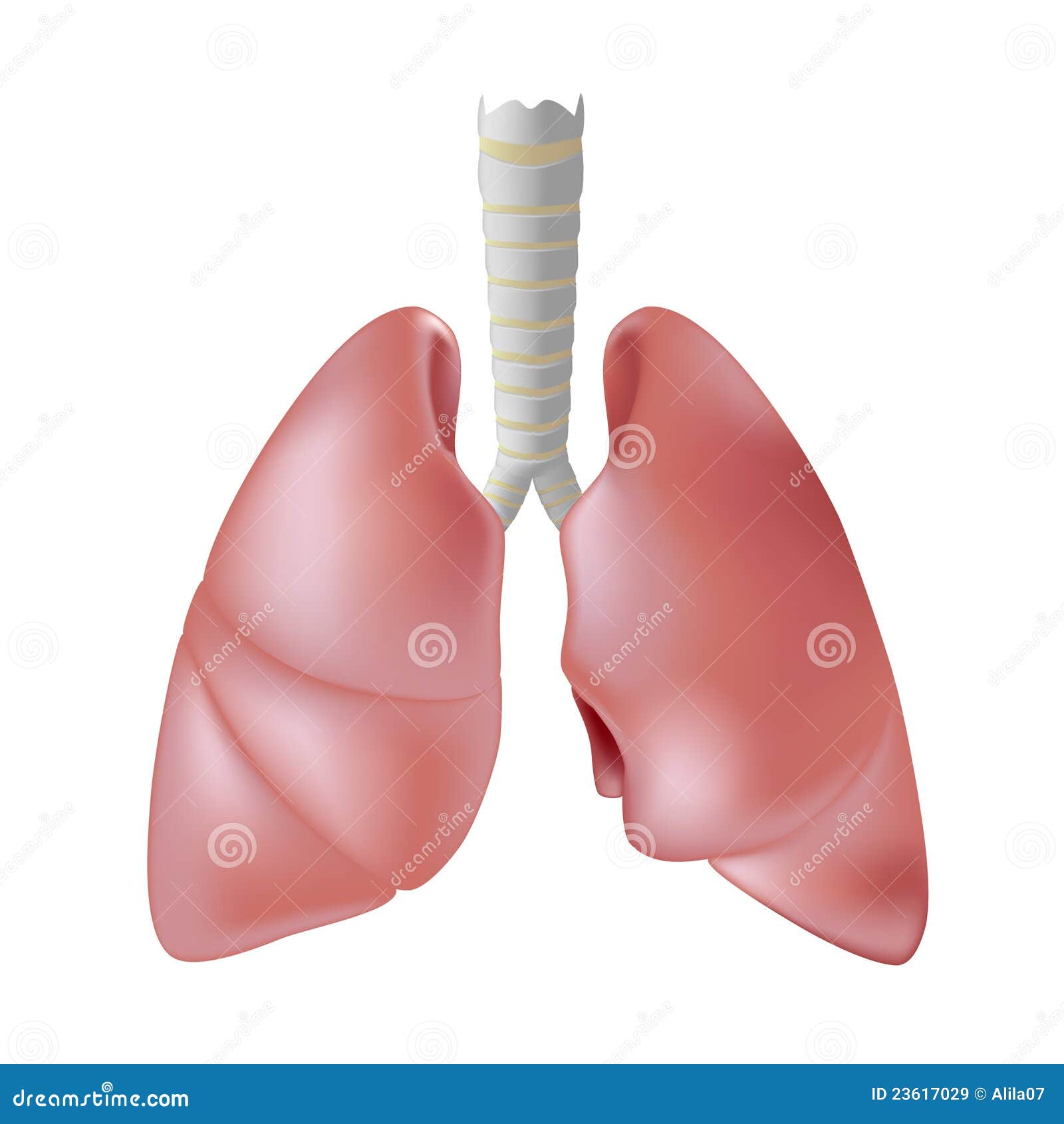 Pulmões Humanos Isolados No Branco Imagens de Stock Royalty Free ...