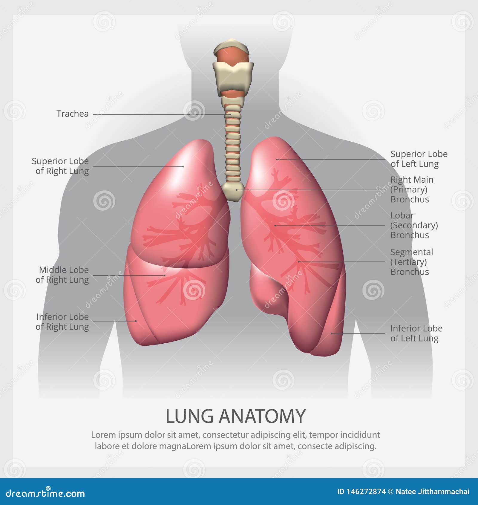 Pulm?n con el detalle ilustración del vector. Ilustración de pulmonar ...