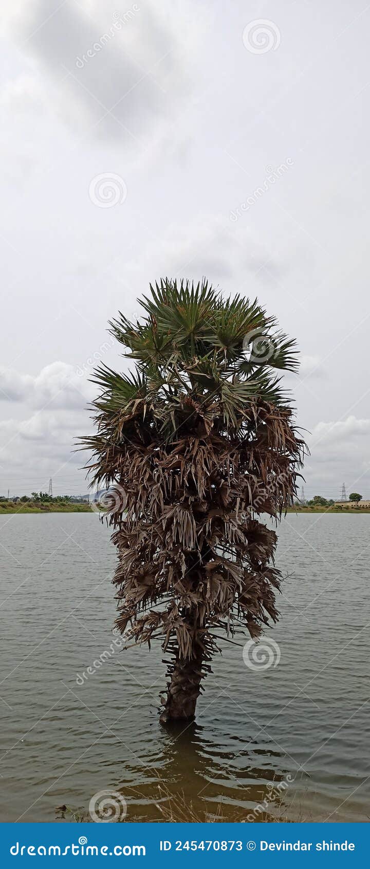 Pulm Tree Inside Water Tree Stock Image - Image of nature, grass: 245470873