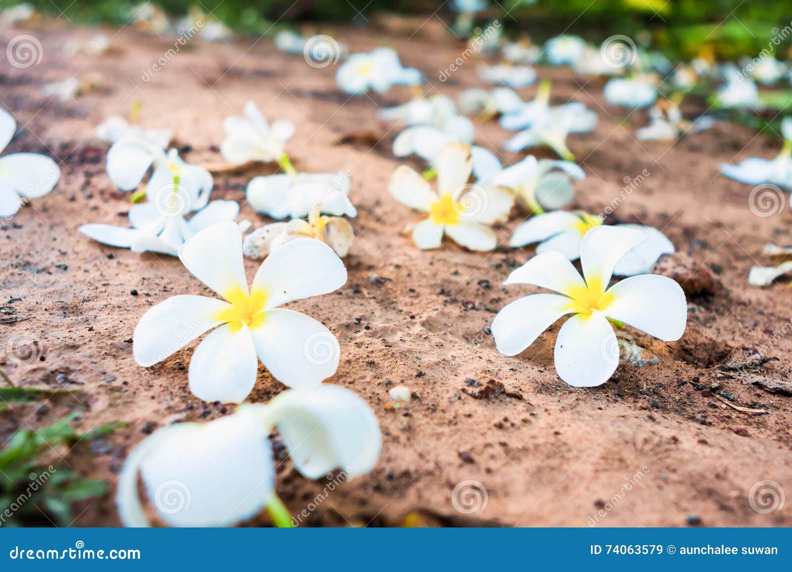 Pulmaria on the floor stock image. Image of grass, pulmaria - 74063579