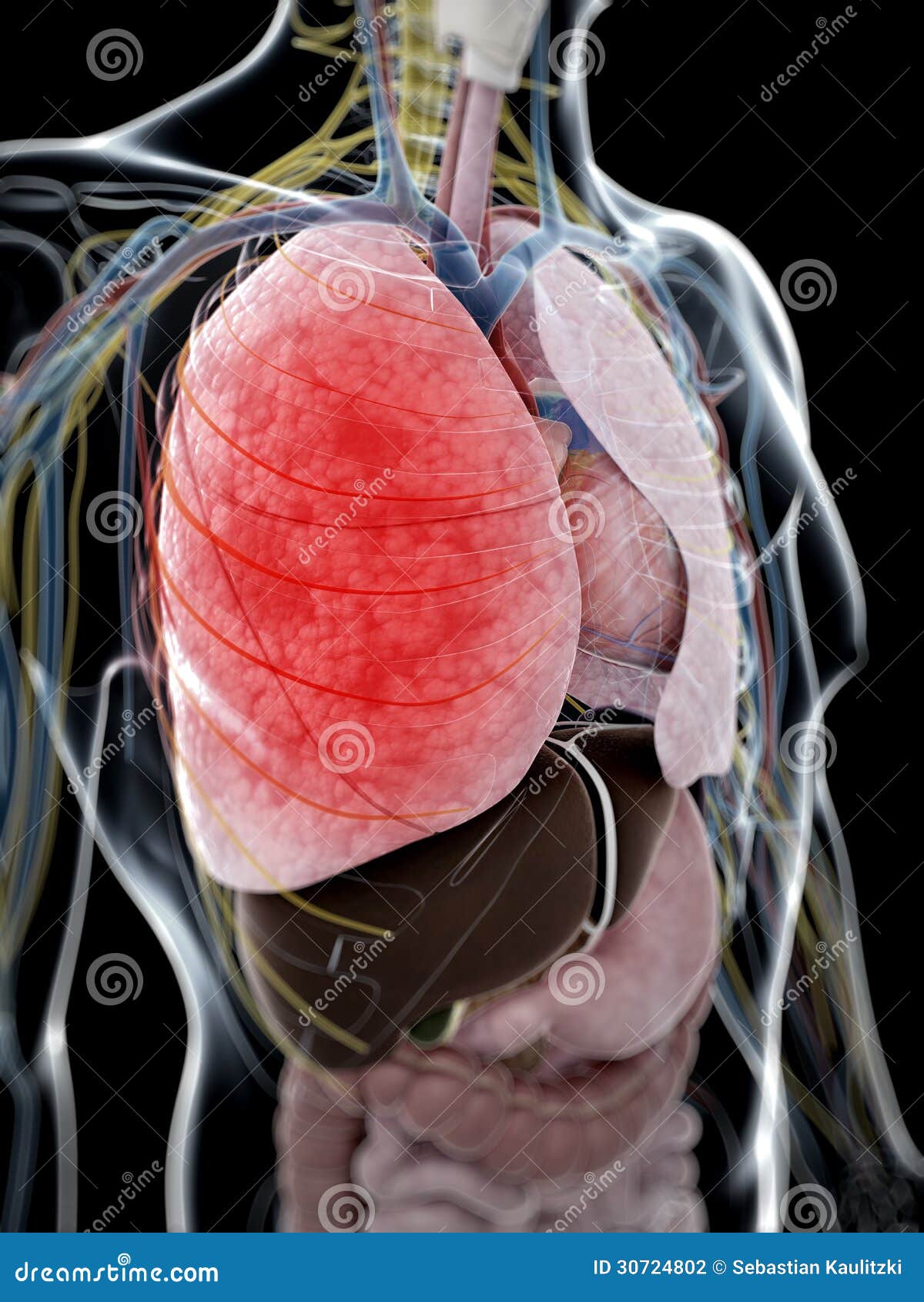 Pulmonía stock de ilustración. Ilustración de infectado - 30724802