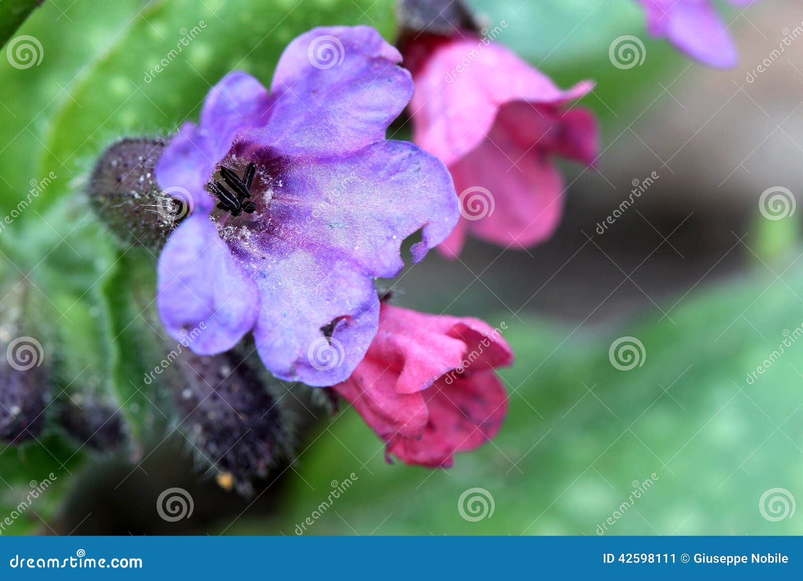 Pulmonaria - Closeup stock image. Image of medicine, beauty - 42598111