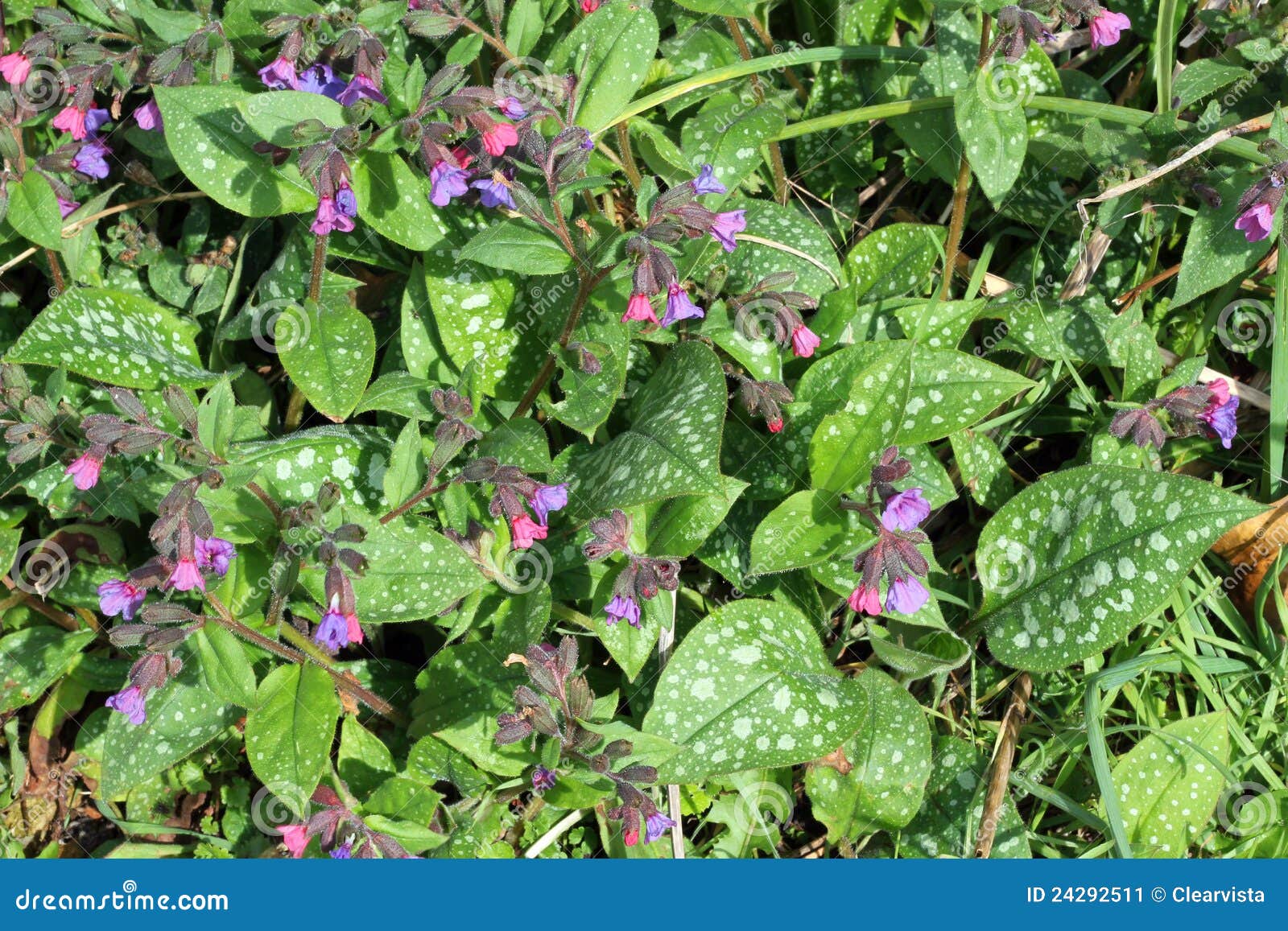 Pulmonaria or Lungwort in Flower. Stock Image - Image of garden, leaves ...