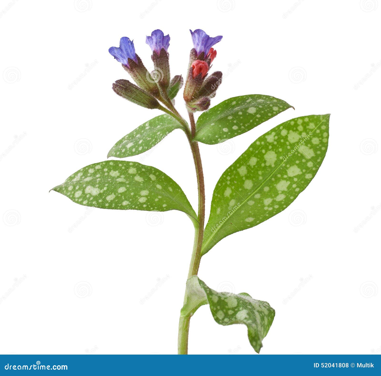 Pulmonaria officinalis stock photo. Image of close, aromatic - 52041808