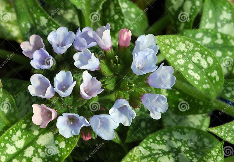 Lungwort Flowers of Pale-blue and Soft-pink Stock Image - Image of ...