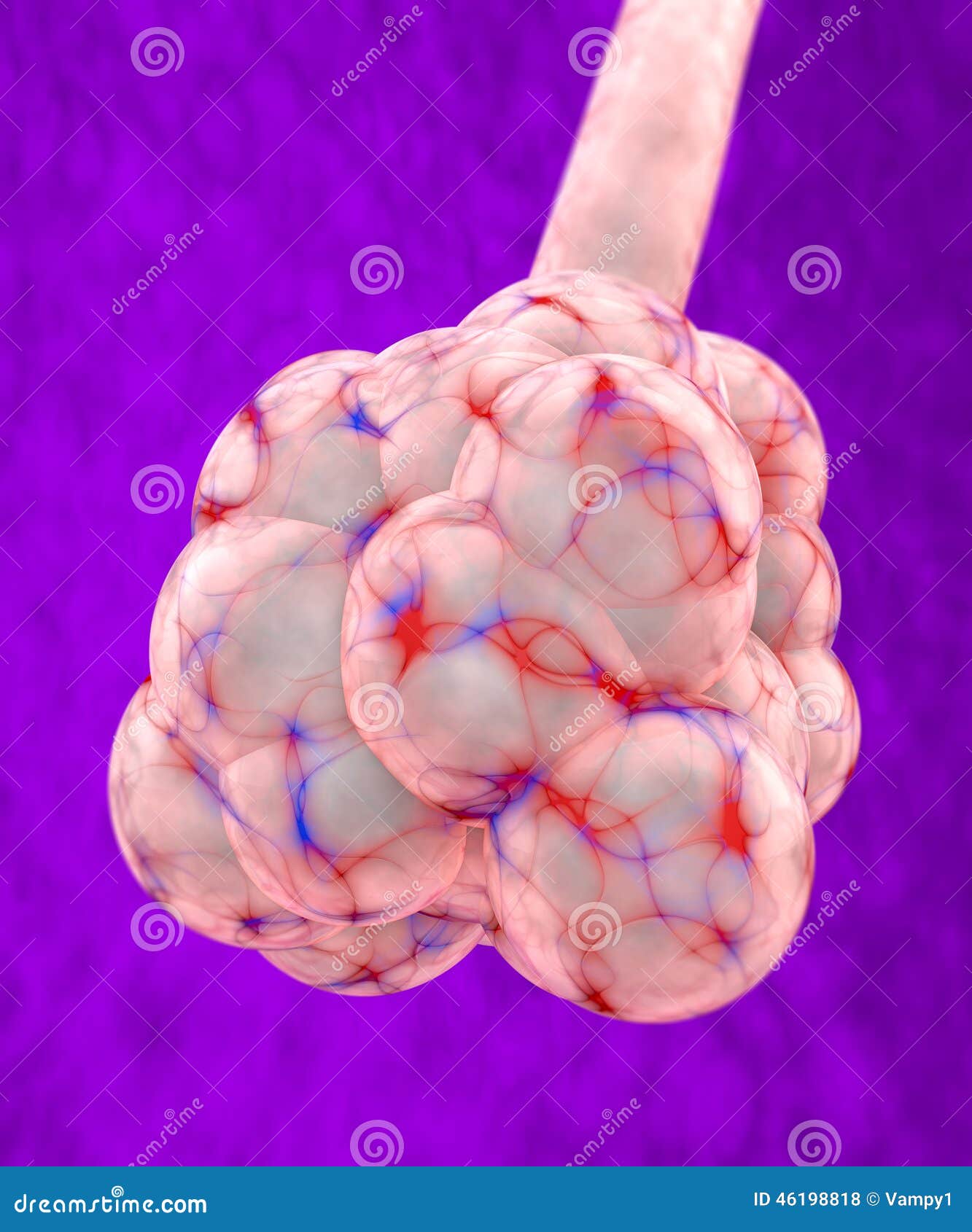 Pulmonary Alveolus, Lung Lobule Stock Illustration - Illustration of ...