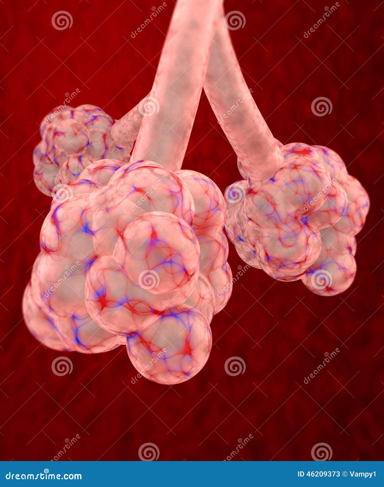 Pulmonary Alveolus, Lung Lobule Stock Illustration - Illustration of ...