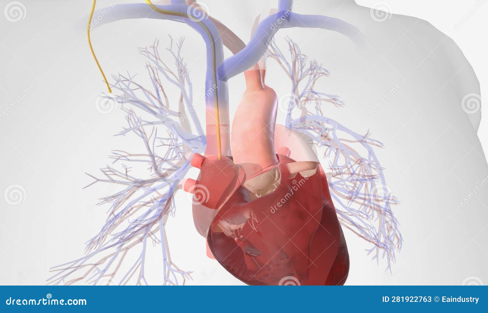 The Right Atrium Stock Illustration | CartoonDealer.com #157581820