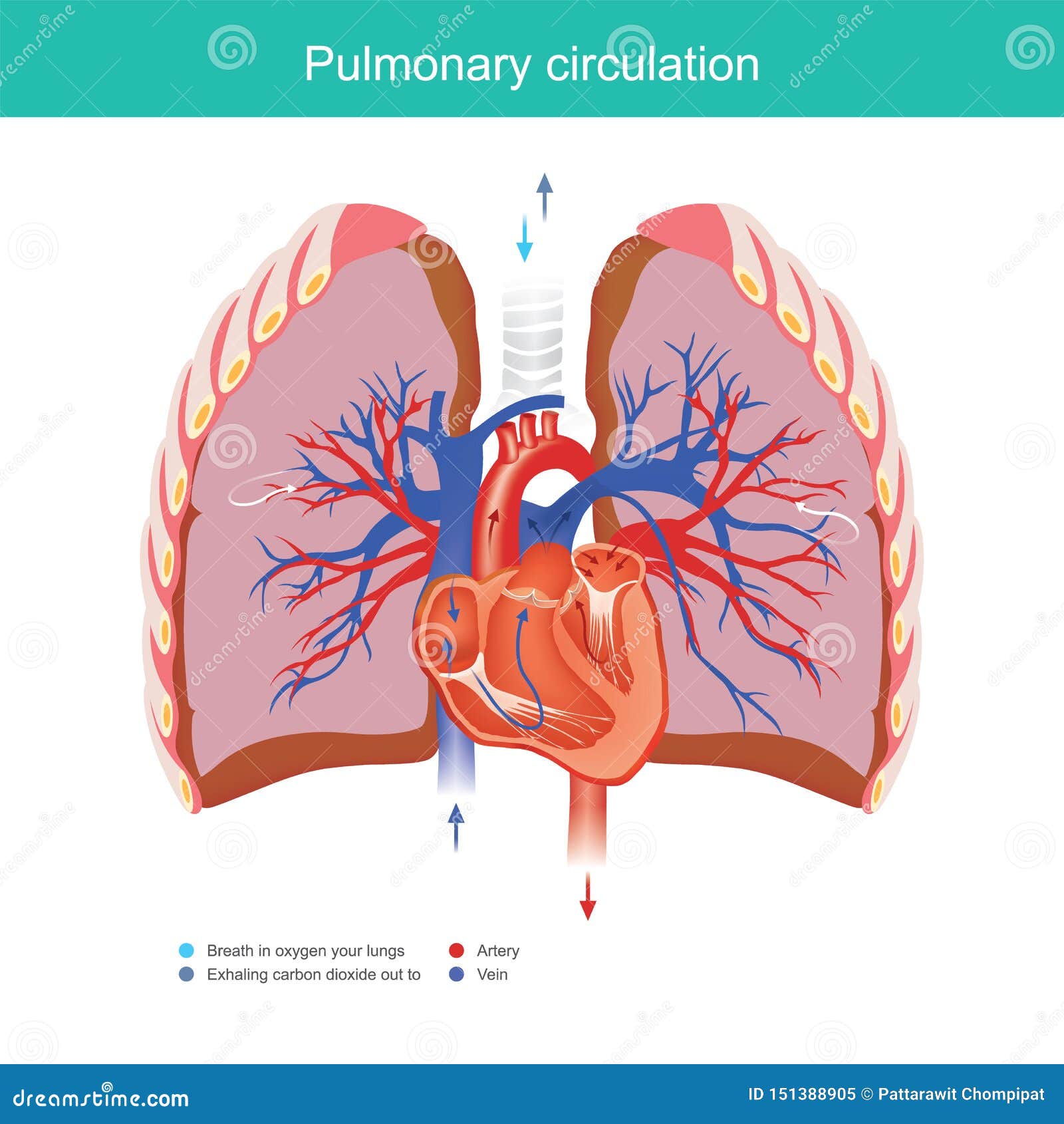 Pulmonary circulation. stock vector. Illustration of breath - 151388905 Pulmonary circulation. stock vector. Illustration of breath - 151388905