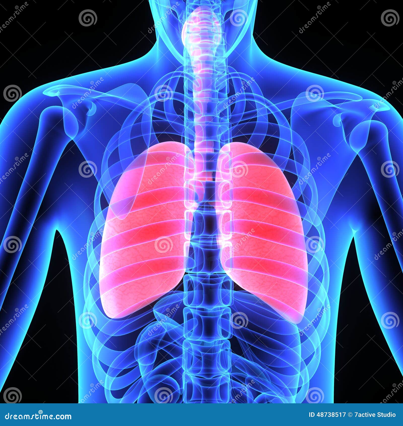 Pulmones Stock de ilustración - Imagen: 48738517