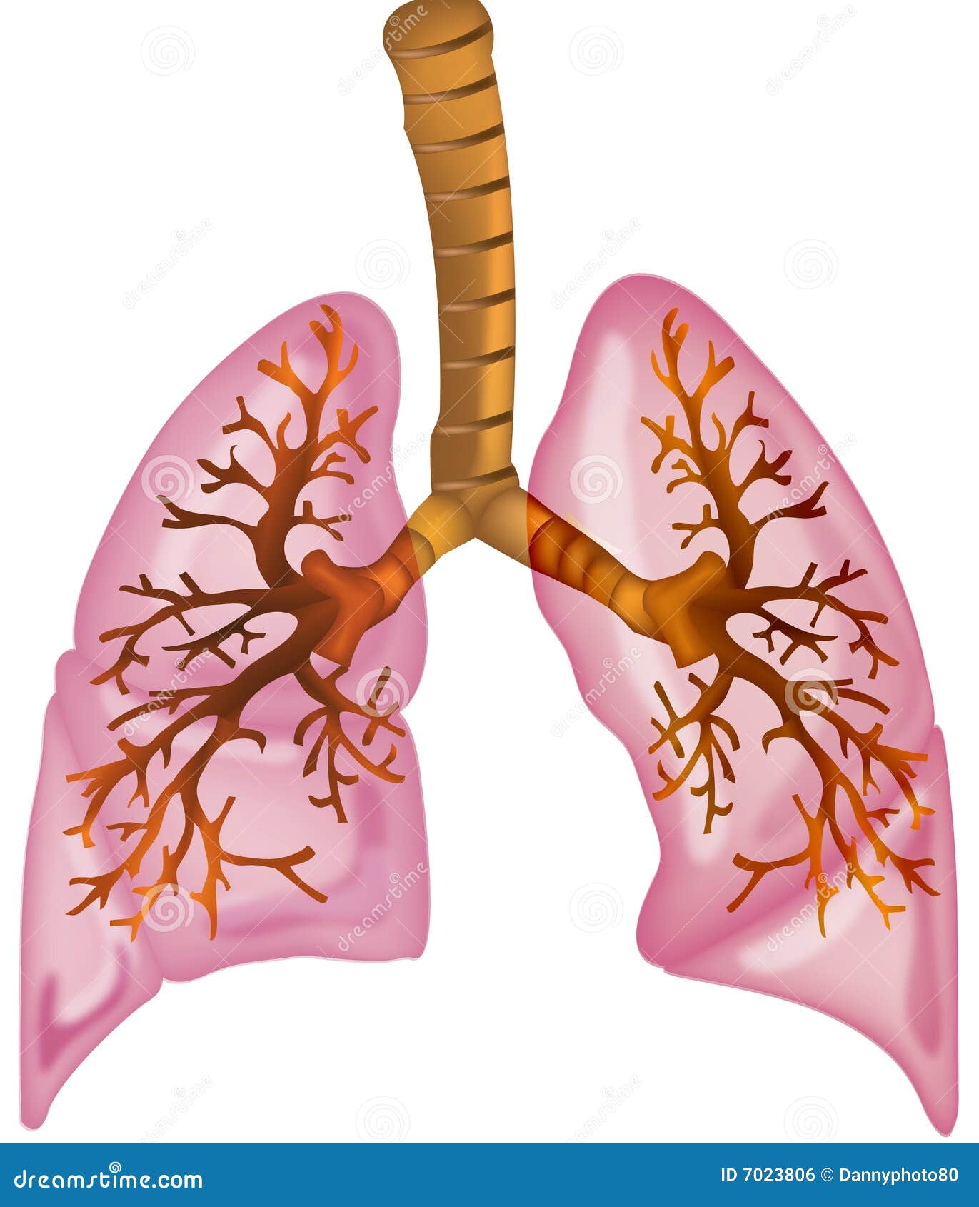 Pulmones stock de ilustración. Ilustración de aislado - 7023806