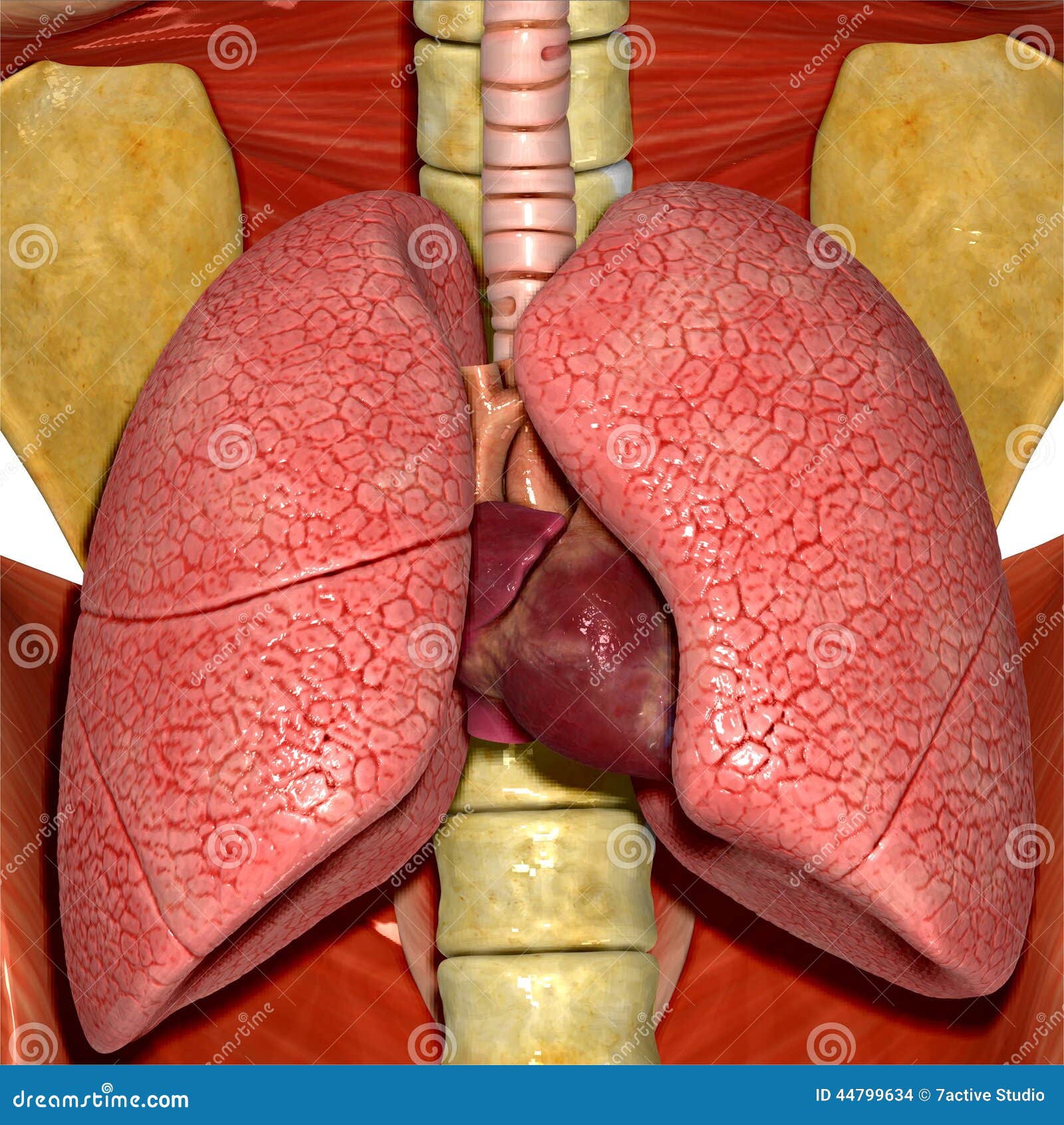 Pulmones con el corazón foto de archivo. Imagen de humano - 44799634