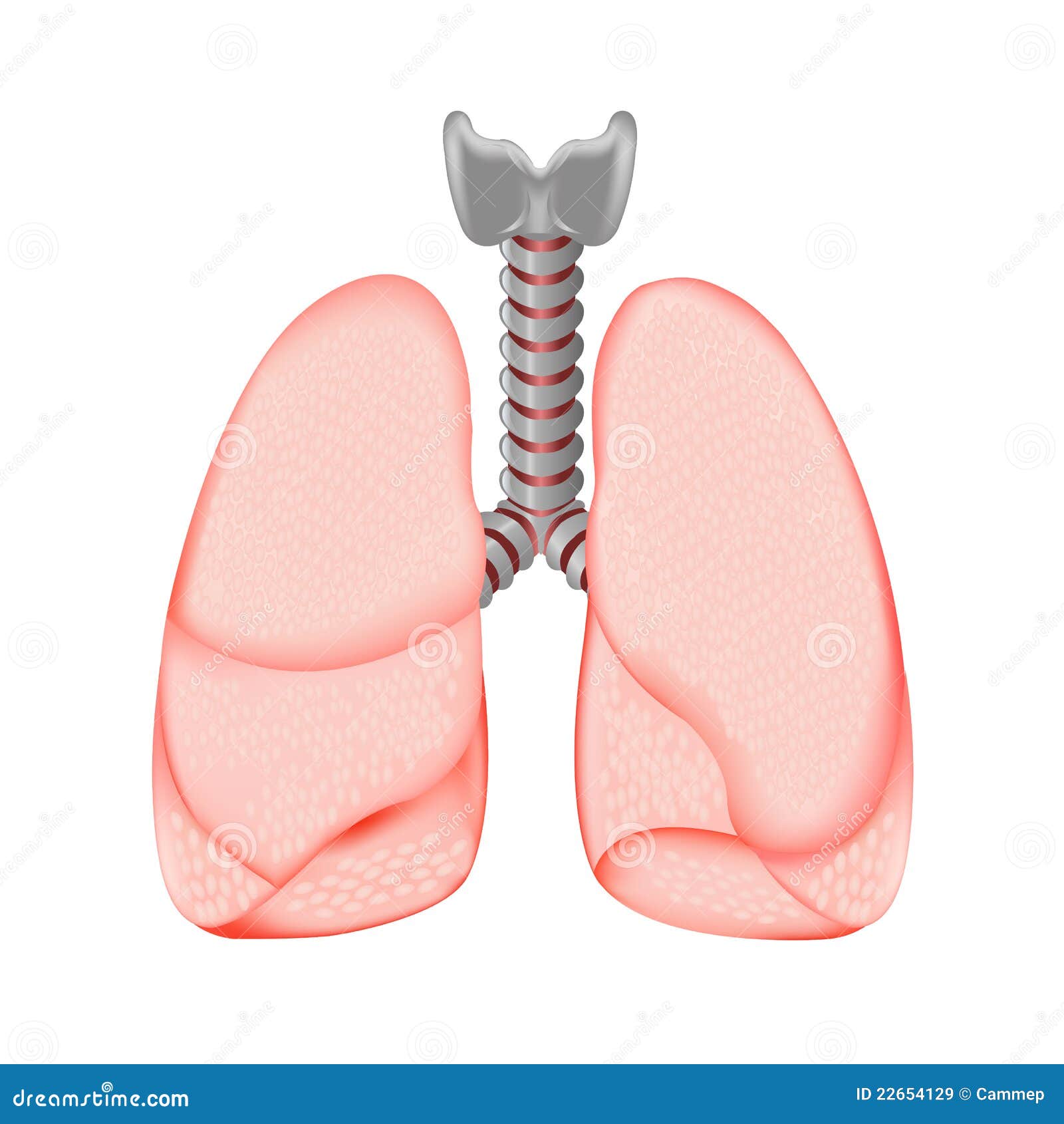 Pulmones Humanos Imágenes de archivo libres de regalías - Imagen: 22654129