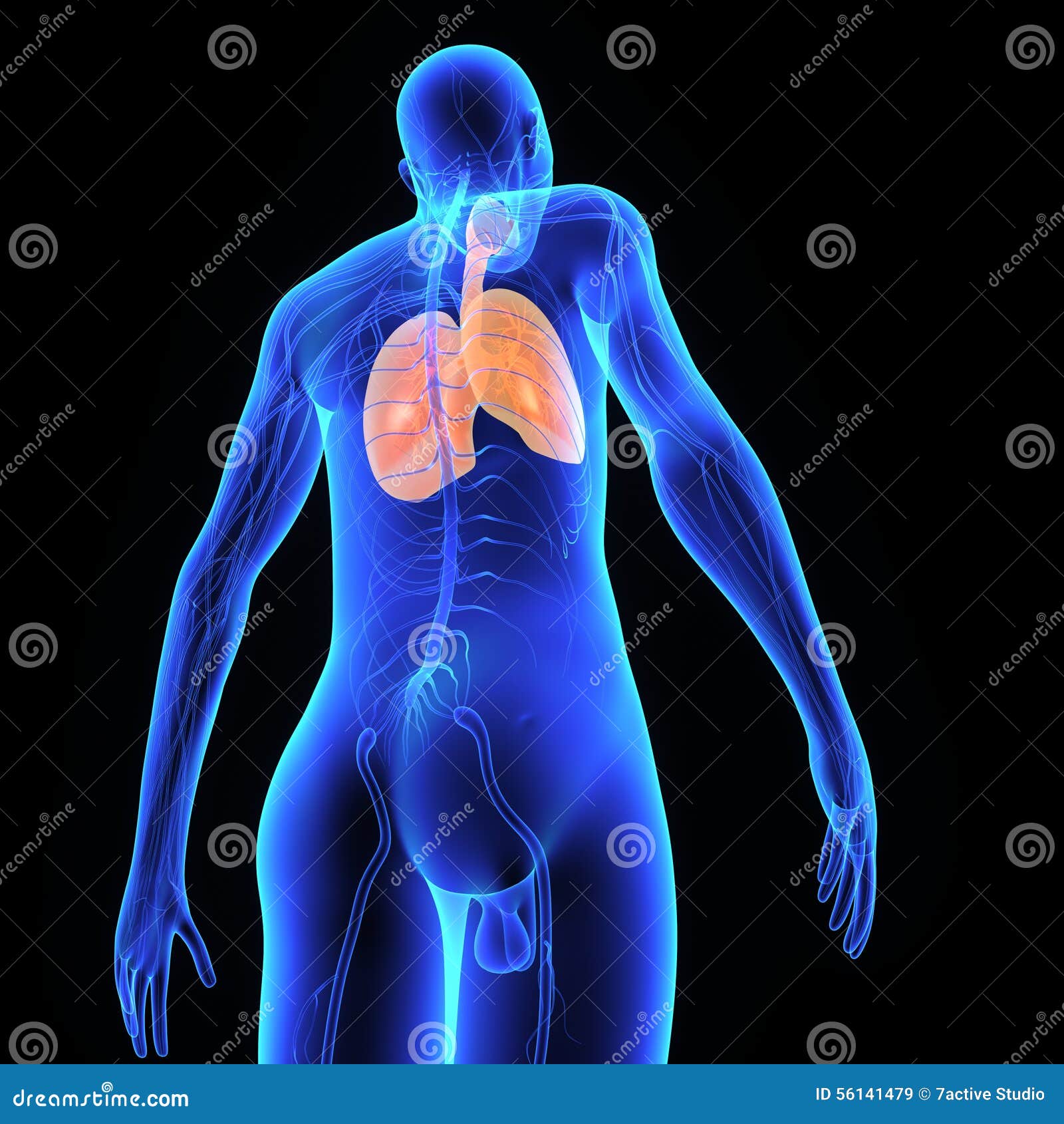 Pulmones humanos stock de ilustración. Ilustración de respiratorio ...