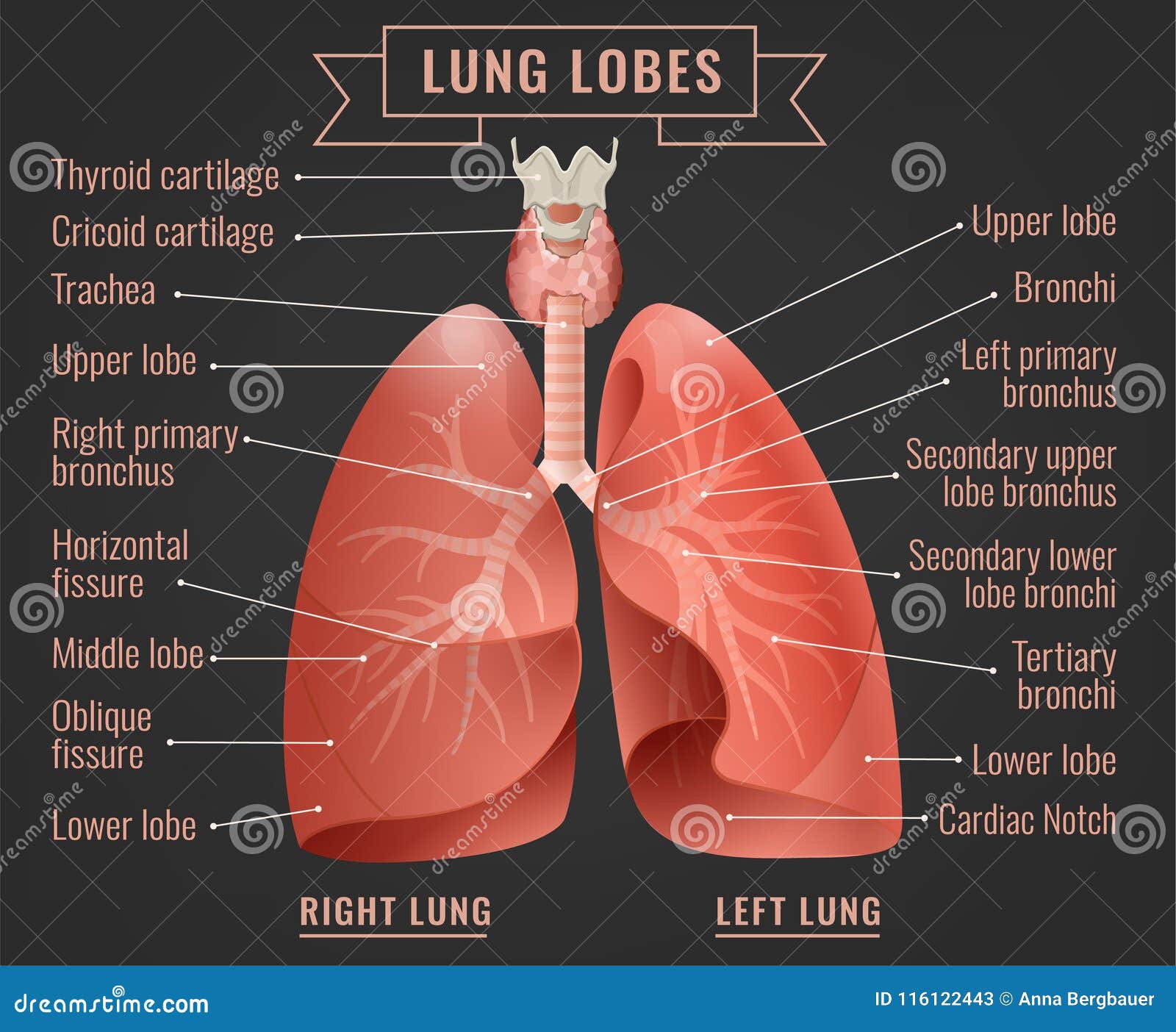 Pulmones Humanos Infographic Ilustración del Vector - Ilustración de ...