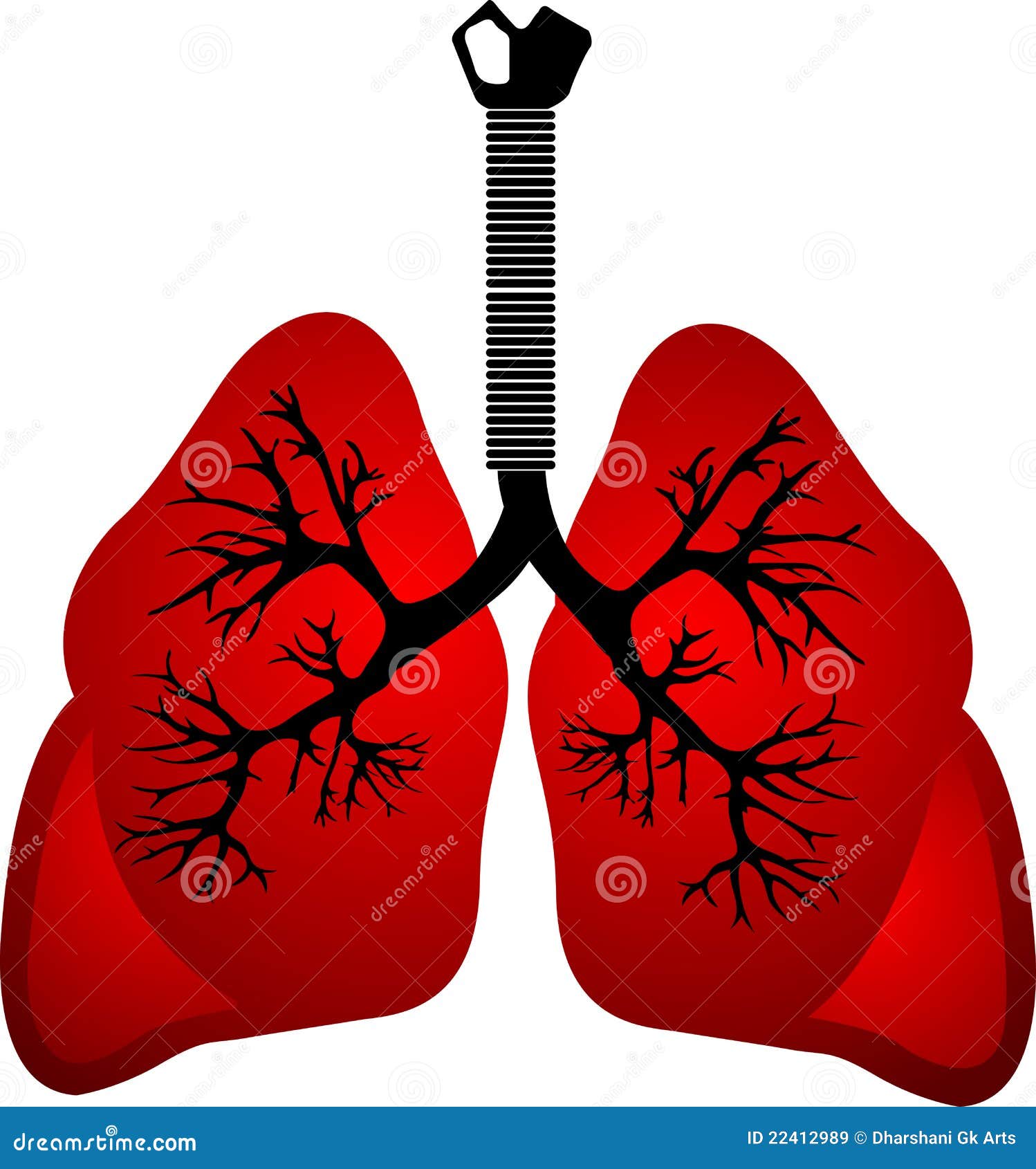 Pulmones rojos ilustración del vector. Ilustración de realista - 22412989
