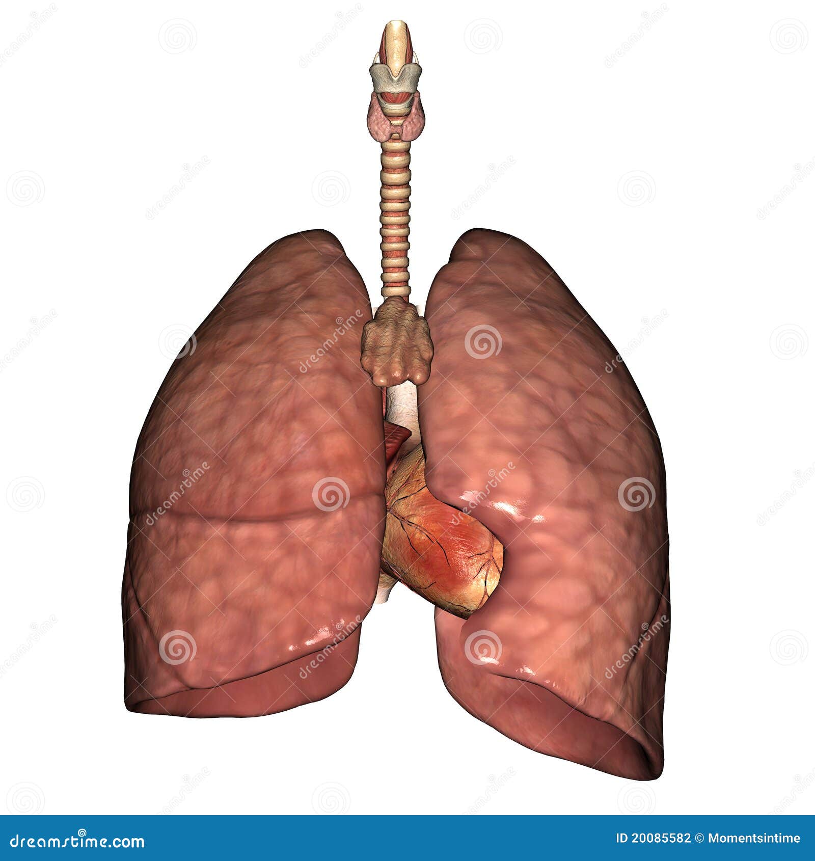 Pulmones Sanos Fotografía de archivo - Imagen: 20085582