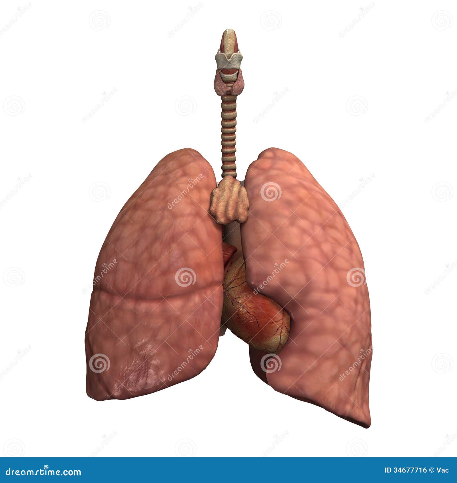 Pulmones sanos