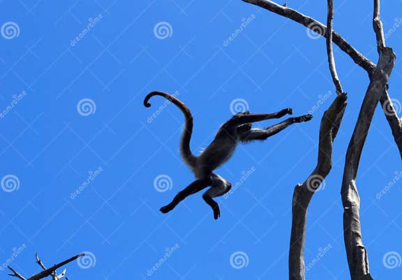 Pulo do macaco imagem de stock. Imagem de pulo, nave, espécie - 4453355