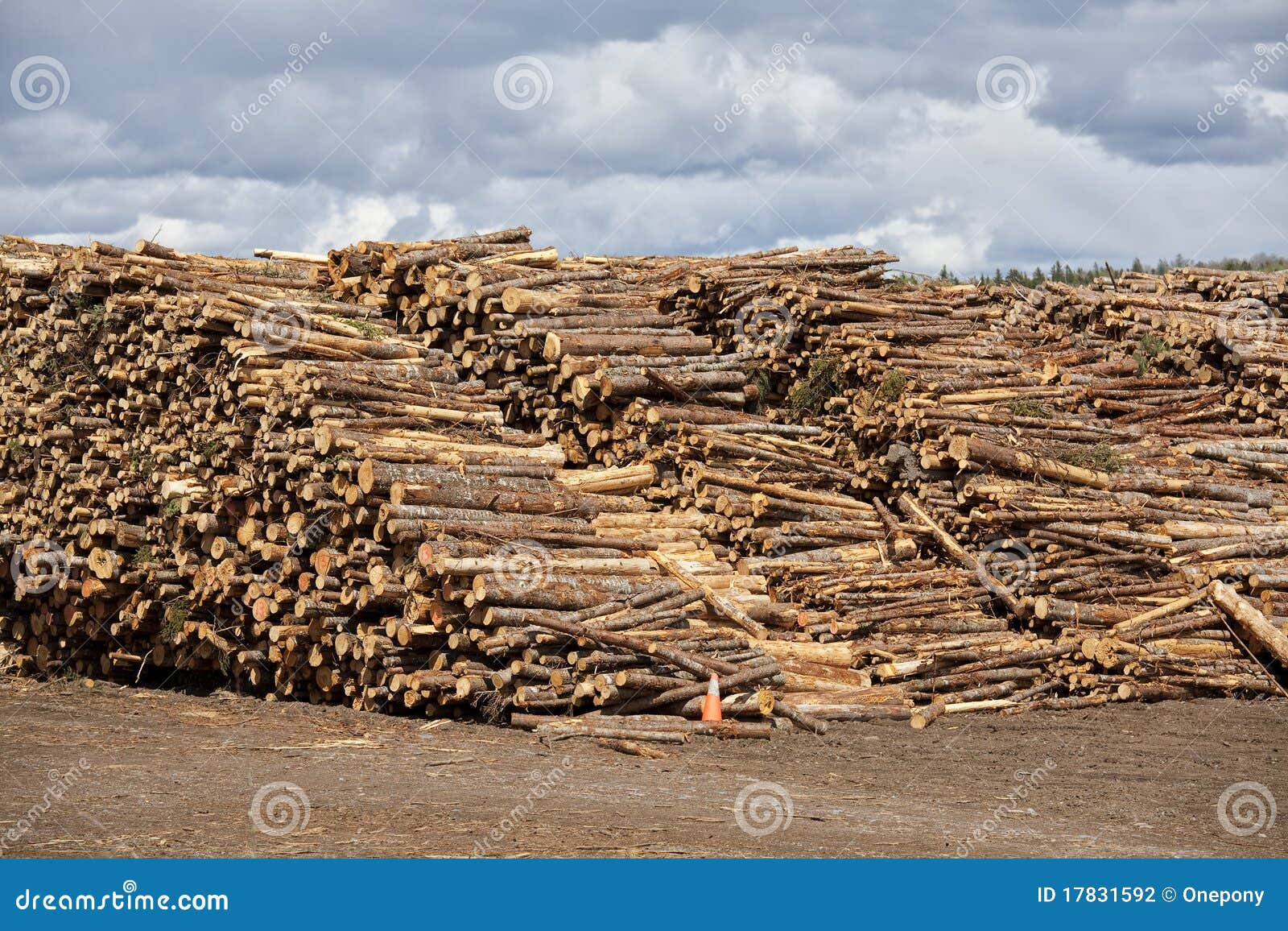 Pulp and Paper Wood stock photo. Image of deforestation - 17831592