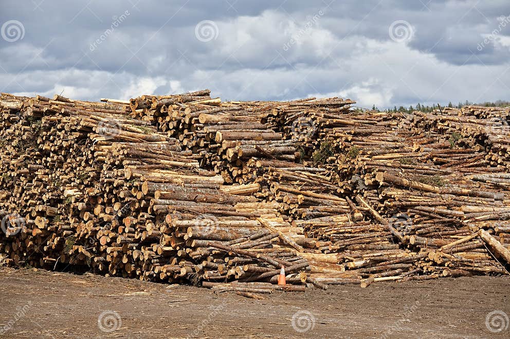 Pulp and Paper Wood stock photo. Image of deforestation - 17831592