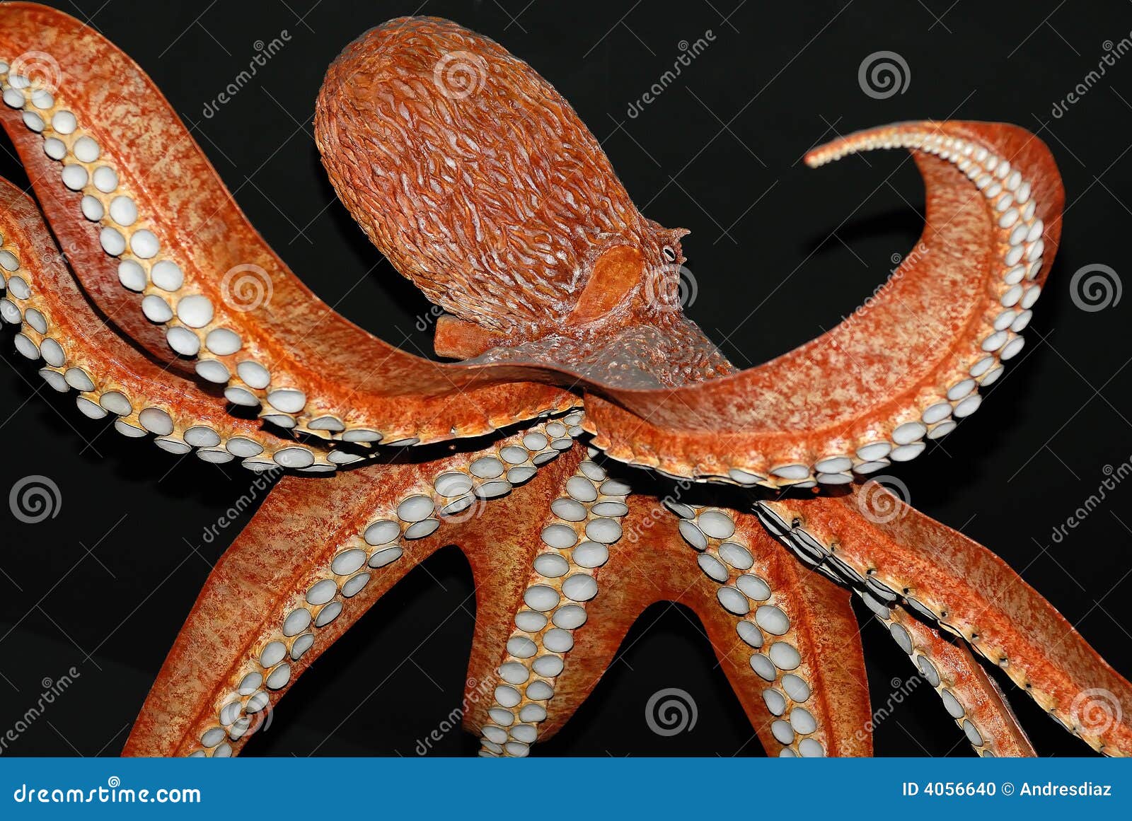 Pulpo foto de archivo. Imagen de vida, marina, agua, mundo - 4056640