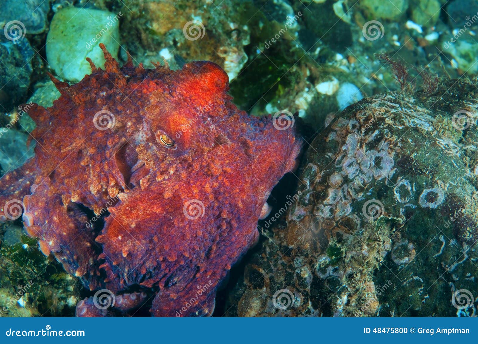 Pulpo del bebé foto de archivo. Imagen de marina, turismo - 48475800