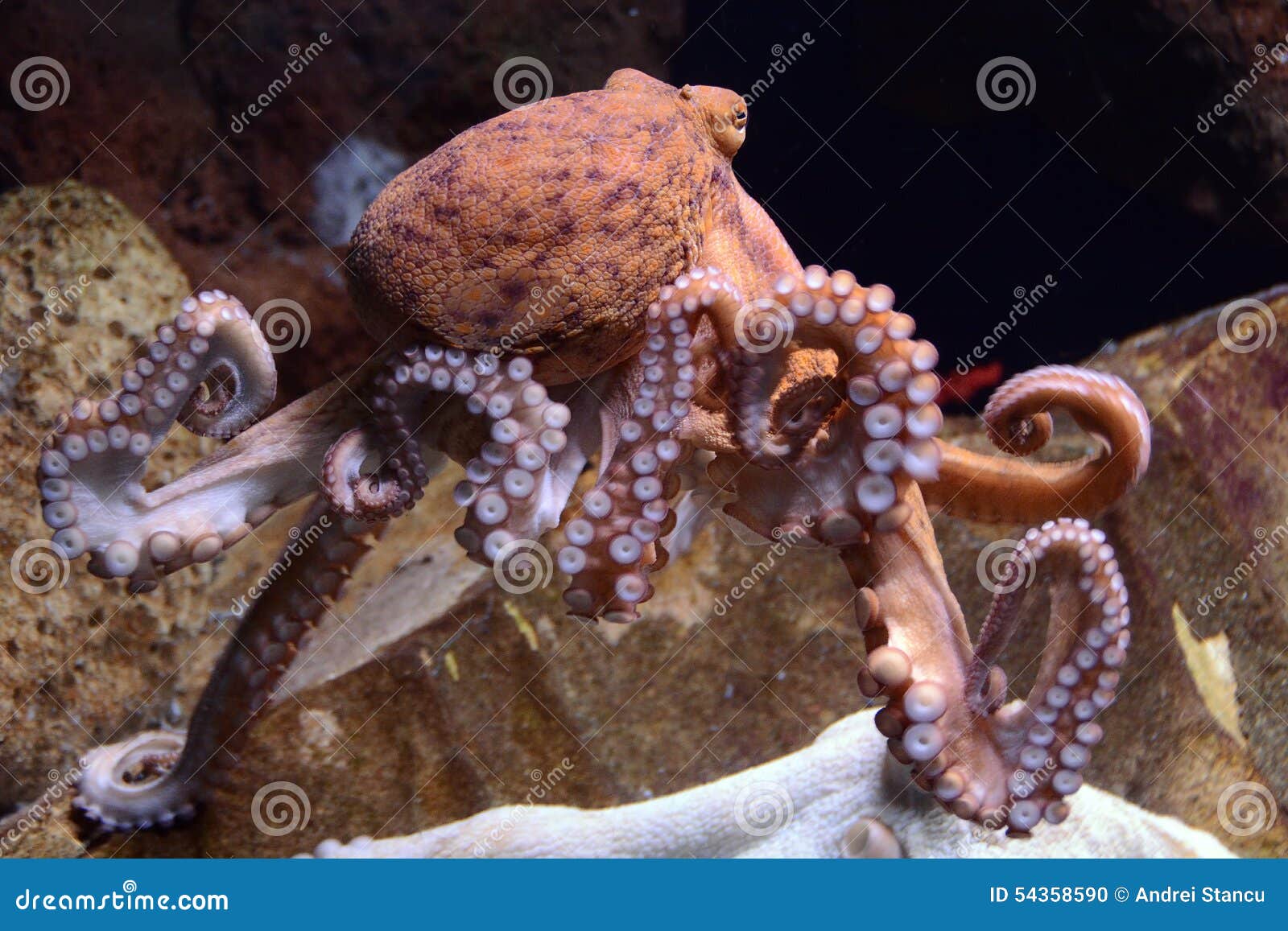 Pulpo Gigante Fotos De Stock - Descarga 1,065 Fotos Libres de Derechos