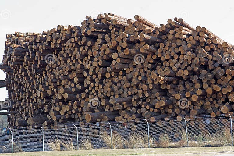 Pulpwood stock image. Image of conifer, products, logging - 22851513