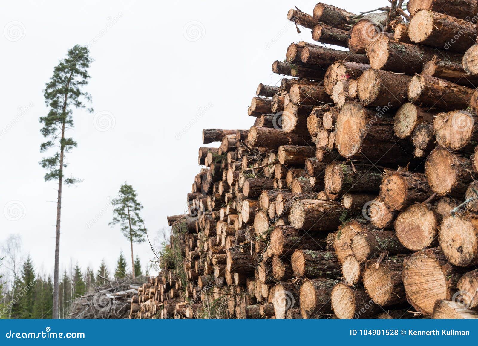 Pile Of Pulpwood In A Coniferous Forest Stock Photo | CartoonDealer.com ...
