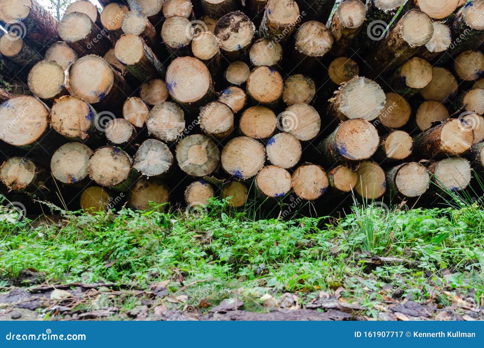 Pulpwood Stack from Worms Eye View Stock Image - Image of firewood ...