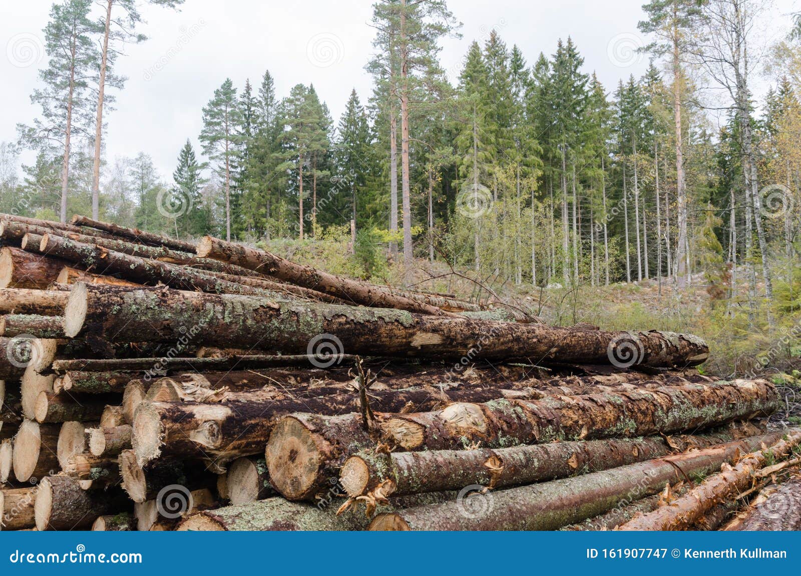Pulpwood in a timber stack stock image. Image of outdoors - 161907747