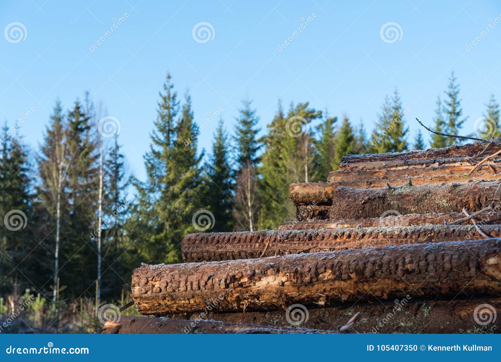 Pulpwood Woodpile in a Forest Stock Photo - Image of piled, biomass ...