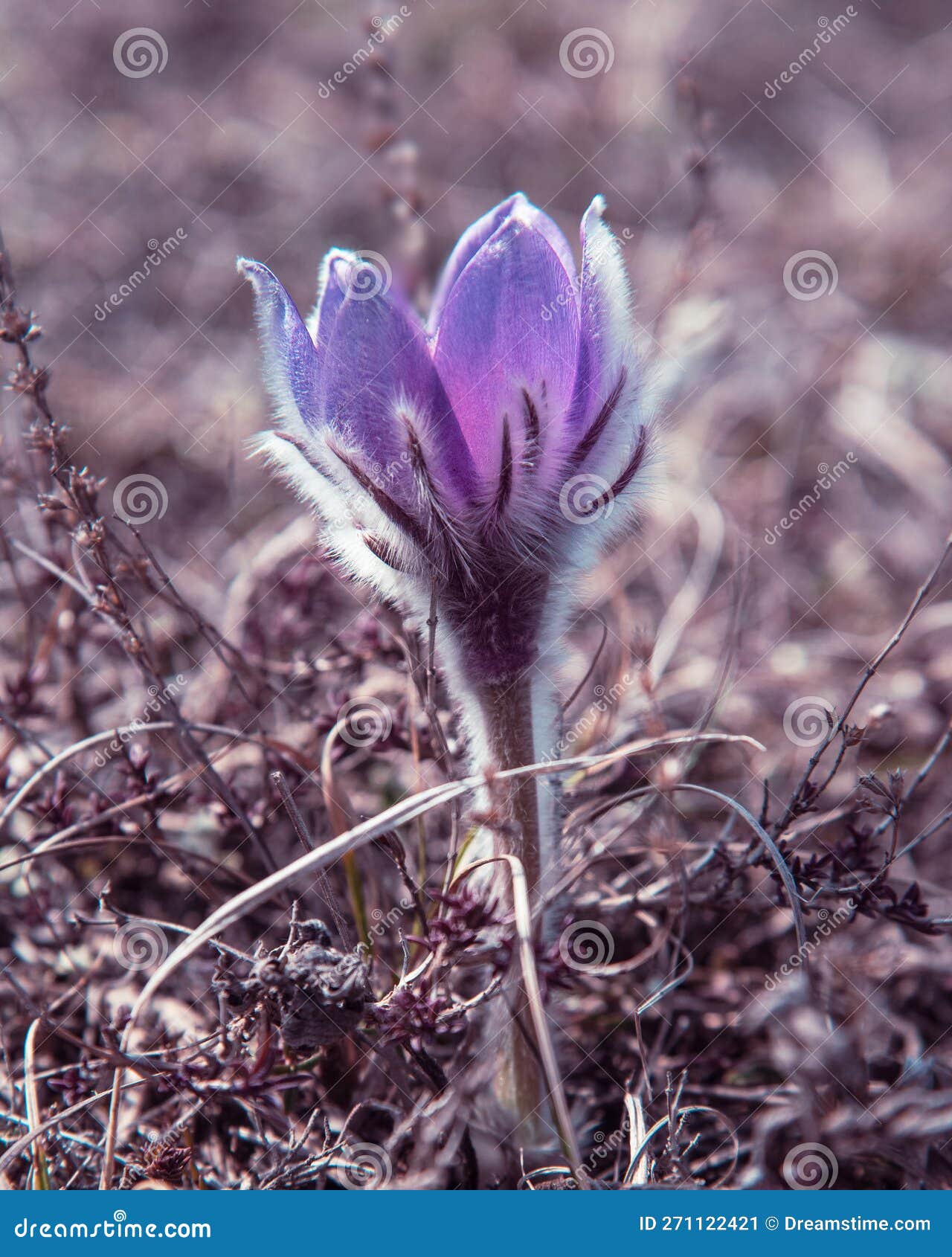 Pulsatilla Halleri or Pulsatilla Taurica Flowers Stock Image - Image of ...