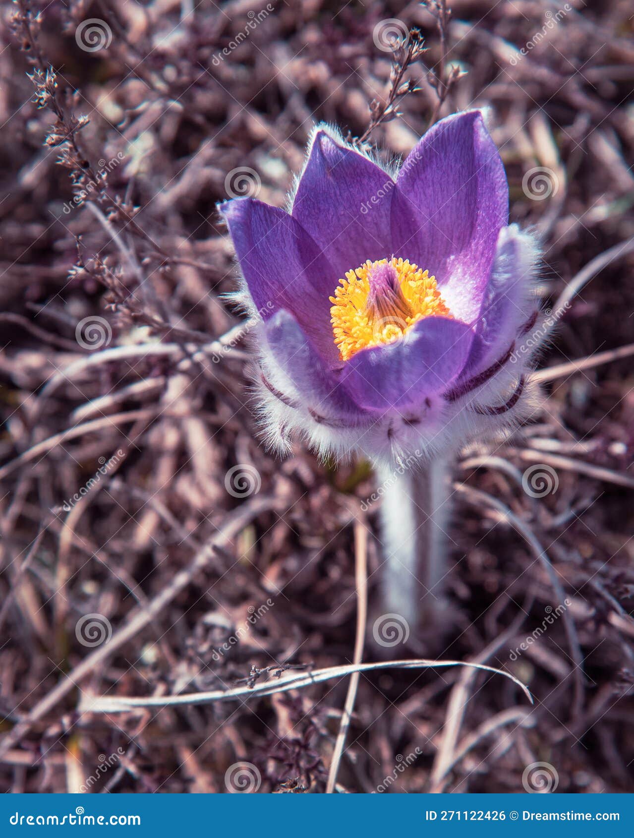 Pulsatilla Halleri or Pulsatilla Taurica Flowers Stock Photo - Image of ...