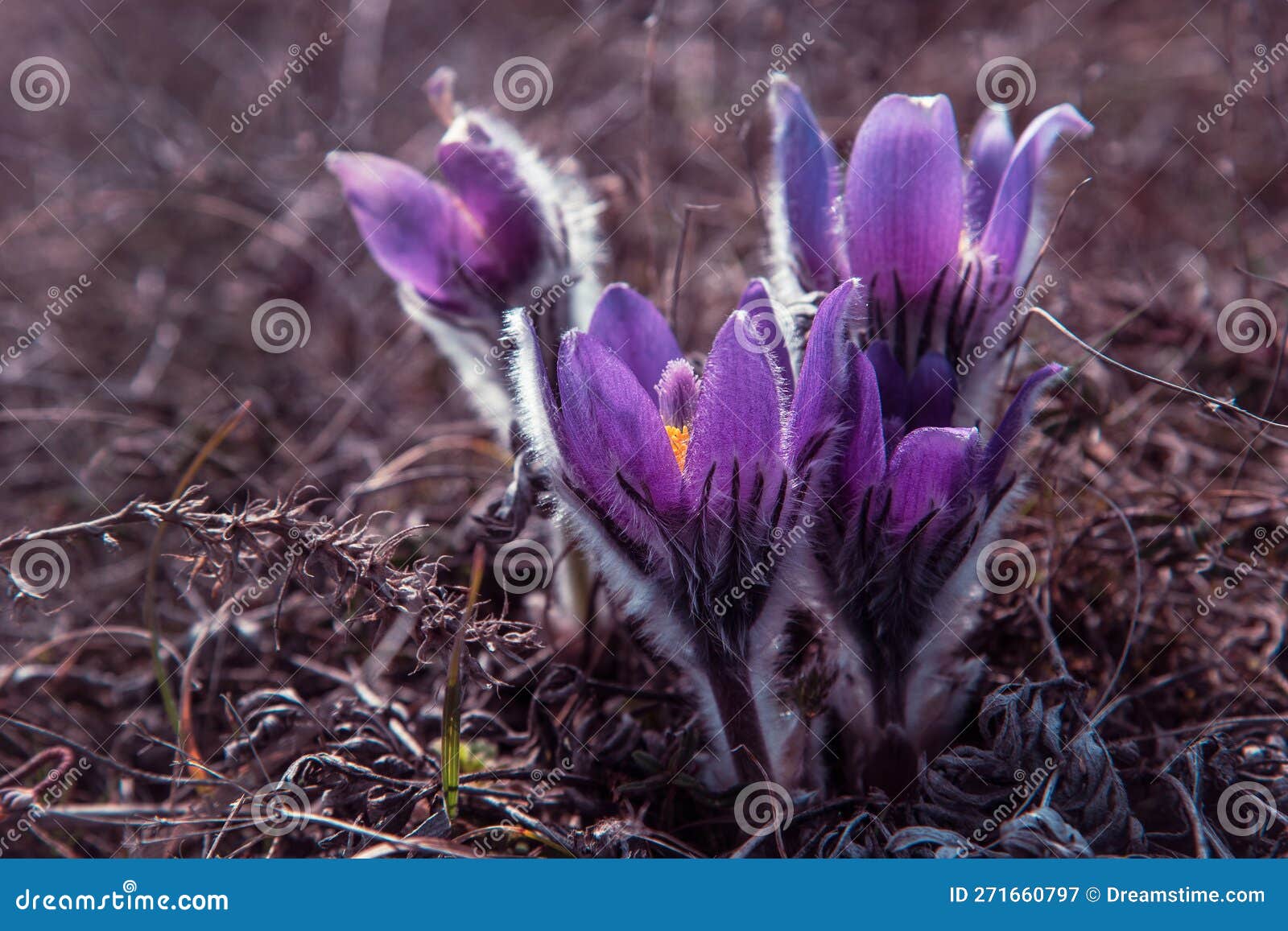 Pulsatilla Halleri or Pulsatilla Taurica Flowers Stock Image - Image of ...