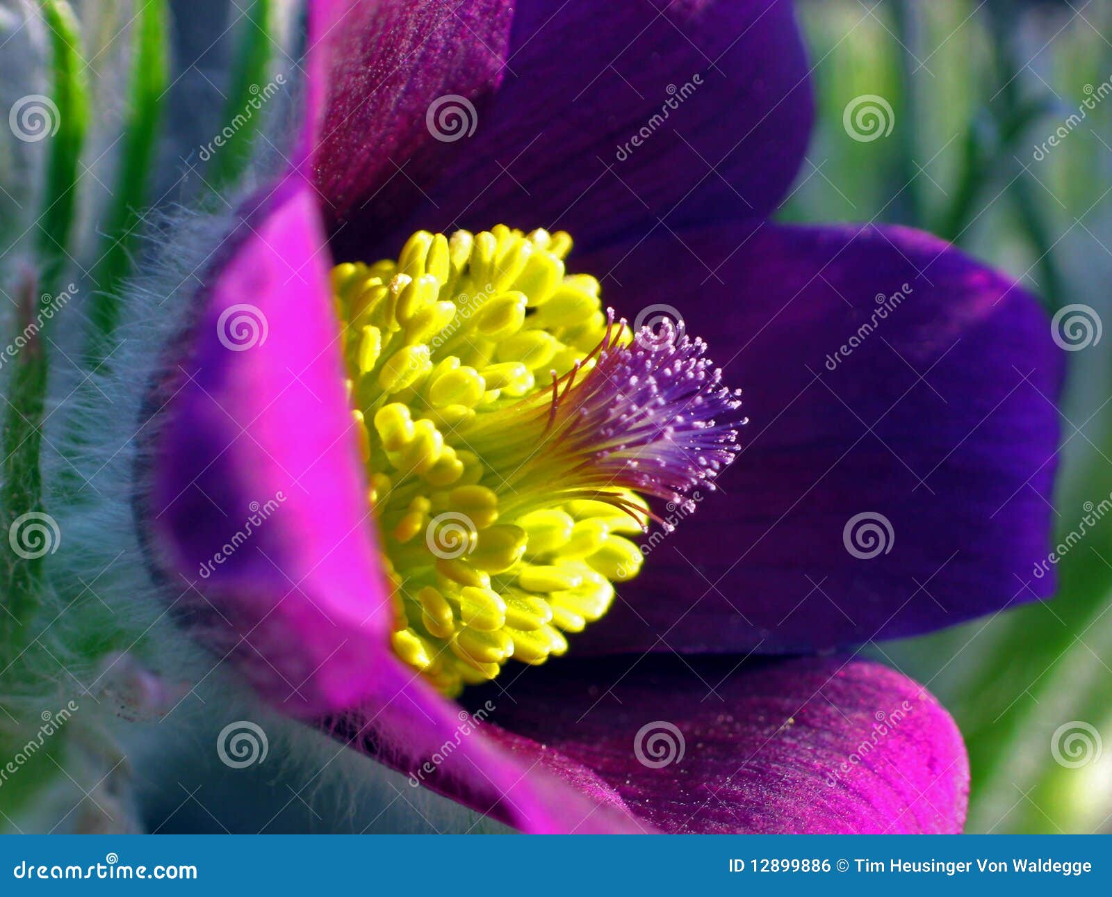 Pulsatilla Vulgaris / Pasque Flower Stock Photo - Image of blood ...