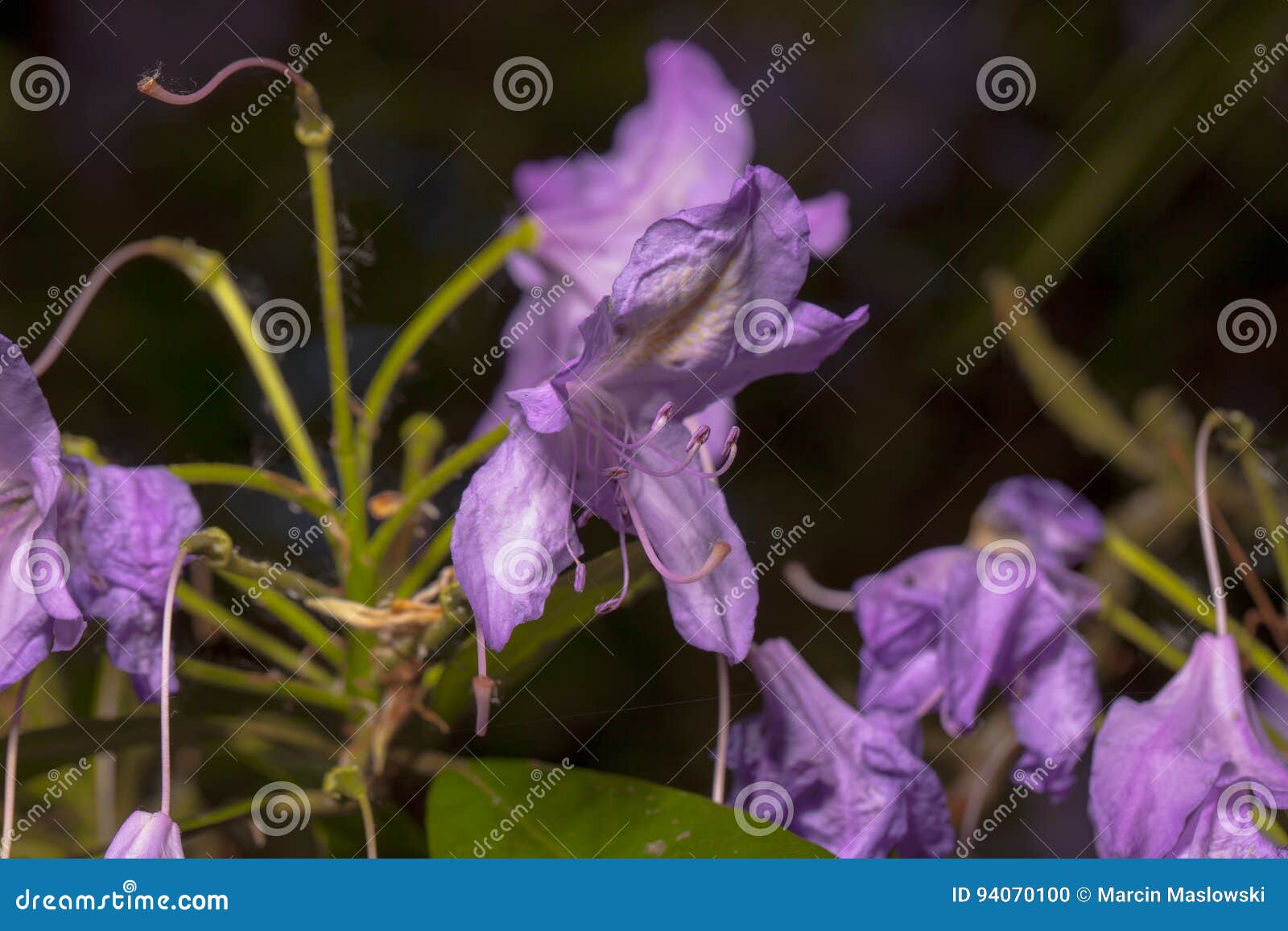 Pulsating purple flowers stock photo. Image of natural - 94070100