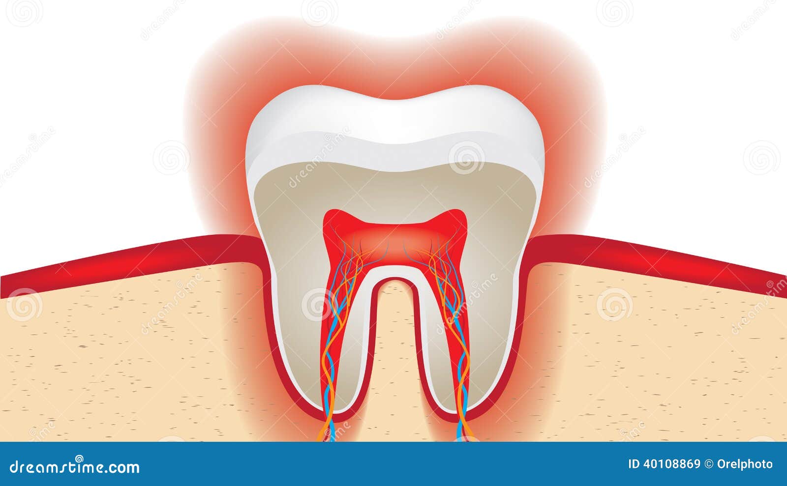 Pulsation of Sensitive Tooth Enamel Stock Vector - Illustration of ...