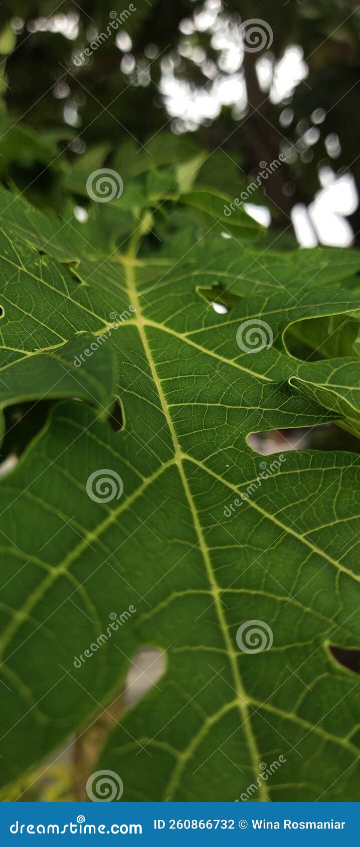 The pulse of a leaf stock photo. Image of food, green - 260866732