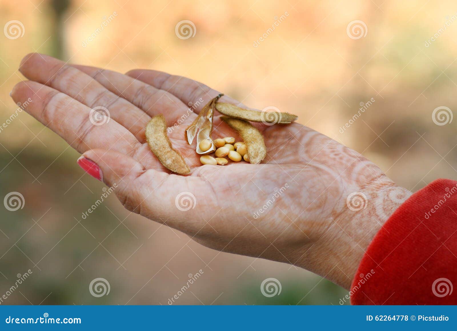 Pulses stock photo. Image of ingredient, female, outdoor - 62264778