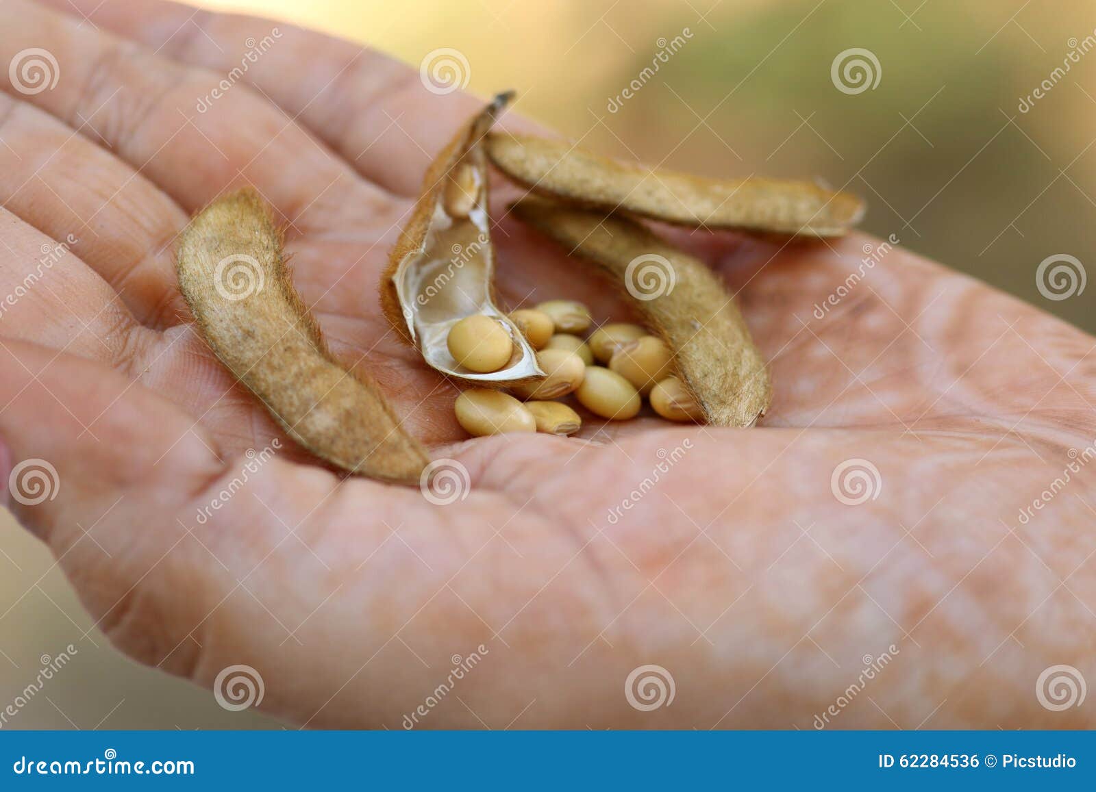 Pulses stock photo. Image of ingredient, hand, female - 62284536