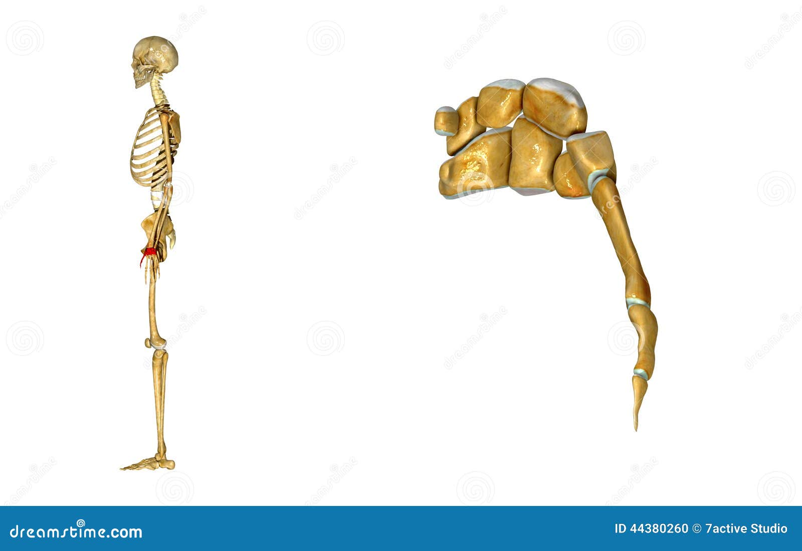 Pulso ilustração stock. Ilustração de ferimento, medicina - 44380260