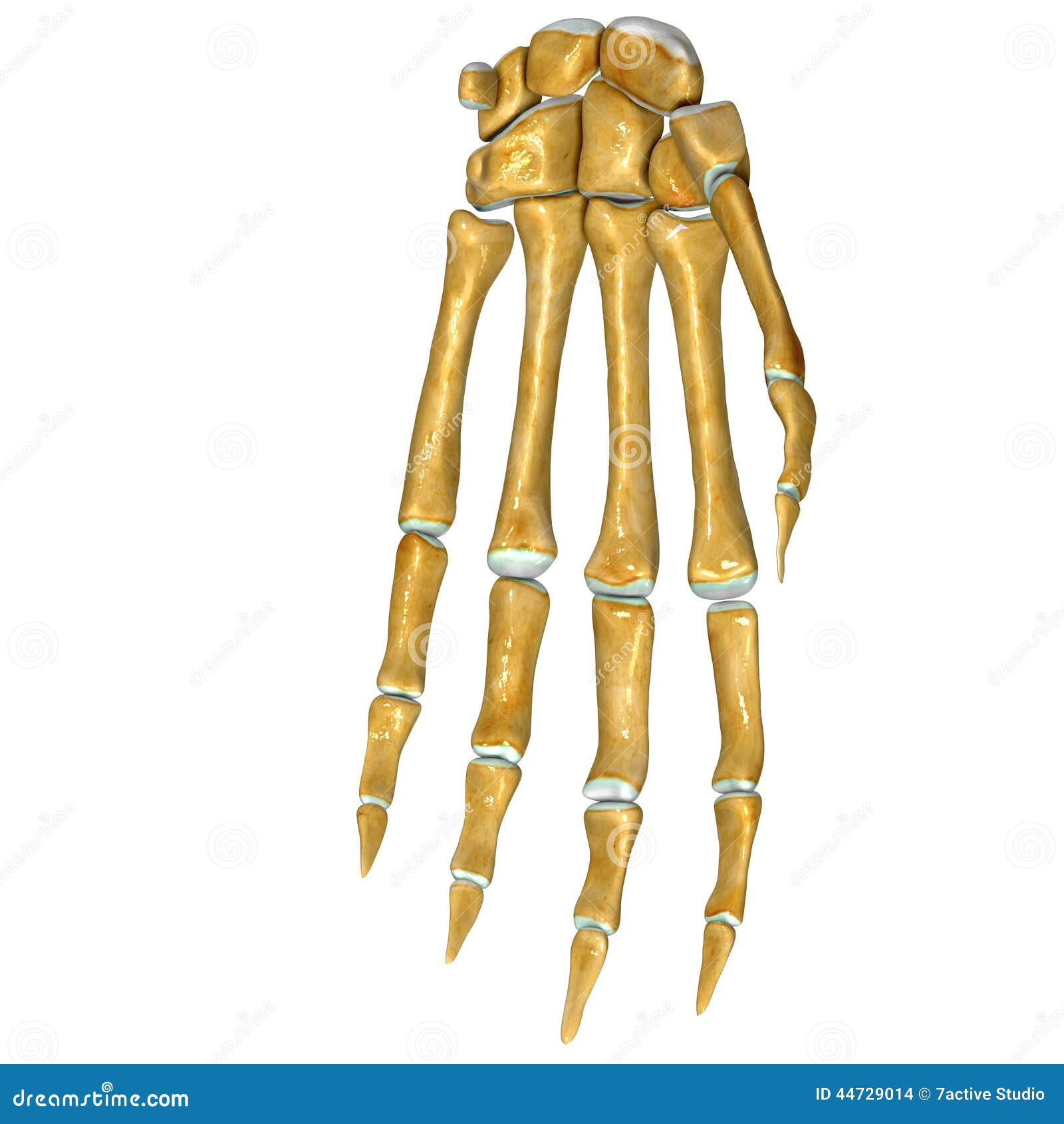 Pulso foto de stock. Imagem de esqueletal, falange, sistema - 44729014