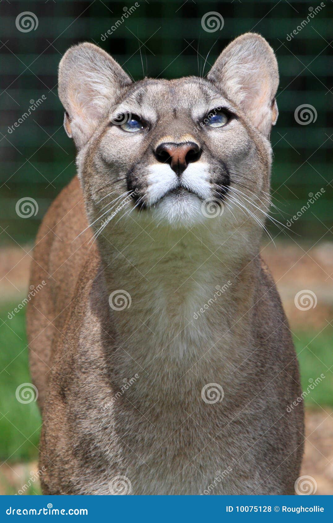 Puma stock photo. Image of lions, looking, cougar, nose - 10075128