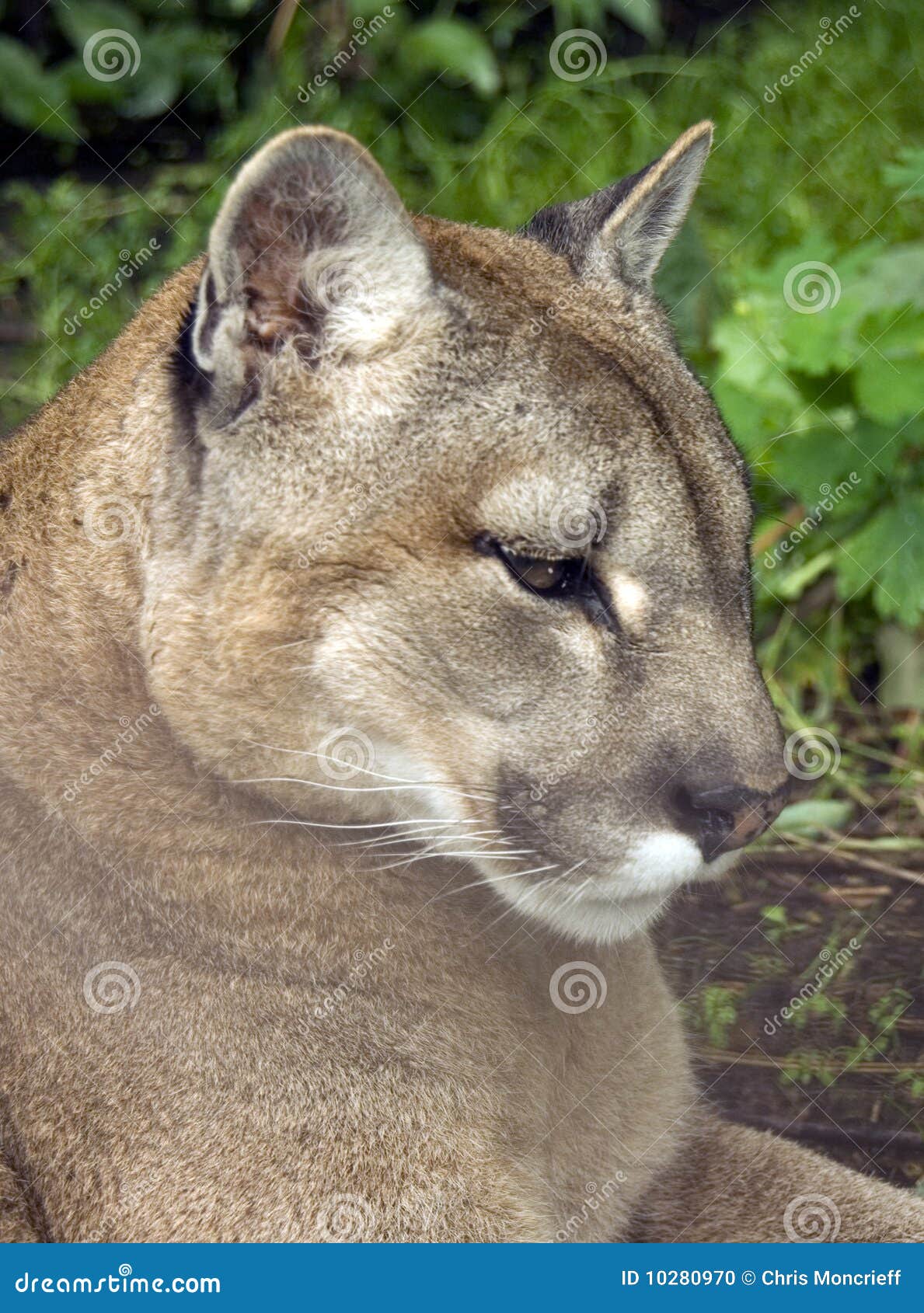 Puma stock photo. Image of mouths, cougars, pantheras - 10280970