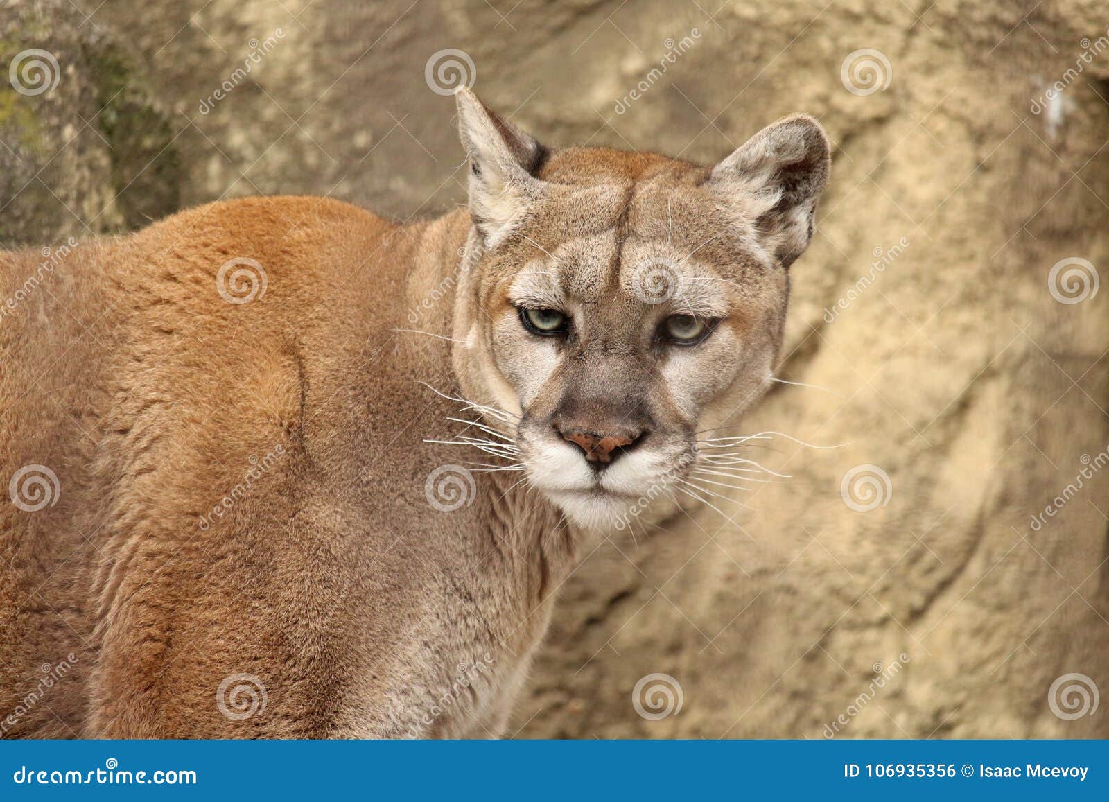 Puma Fotos De Stock - Descarga 8,778 Fotos Libres de Derechos