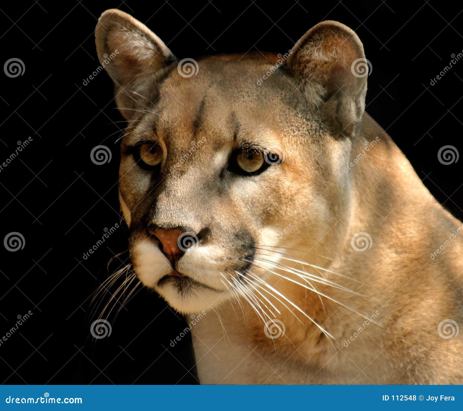 Puma photo stock. Image du animal, cougar, lion, félin - 112548