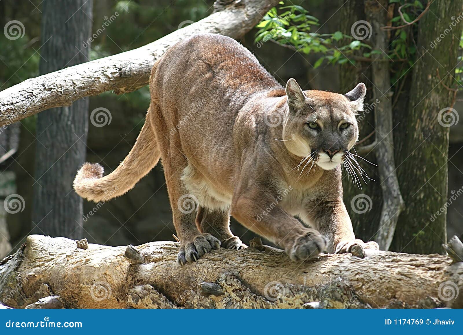 Cougar Puma Concolor, Also Commonly Known As The Mountain Lion, Puma ...